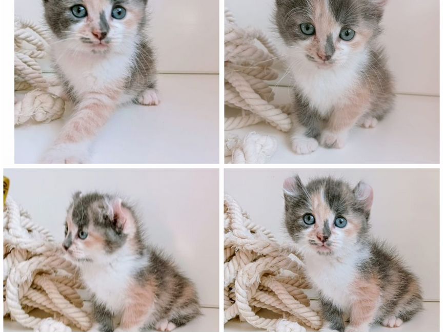 Эльф котята