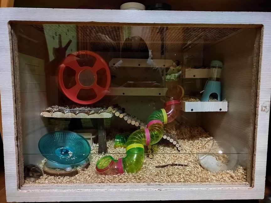 Огромный пентхаус террариум для грызуна