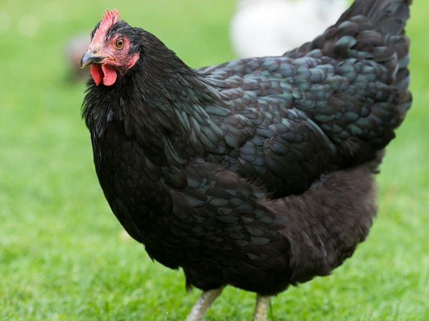 Курица наседка