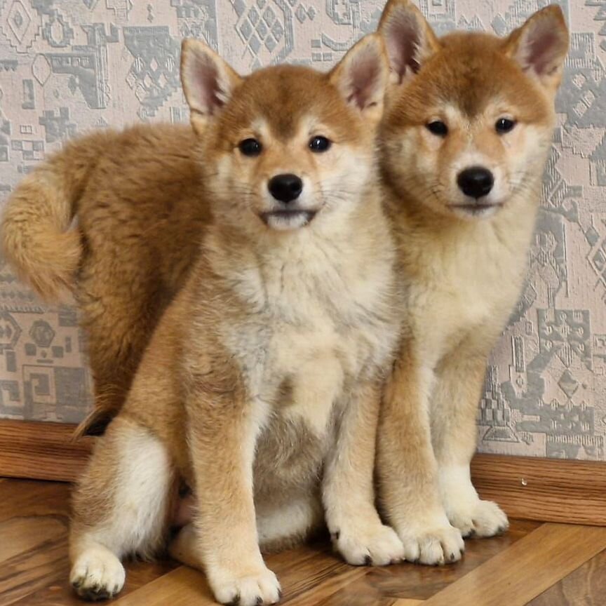 Щенки сиба ину