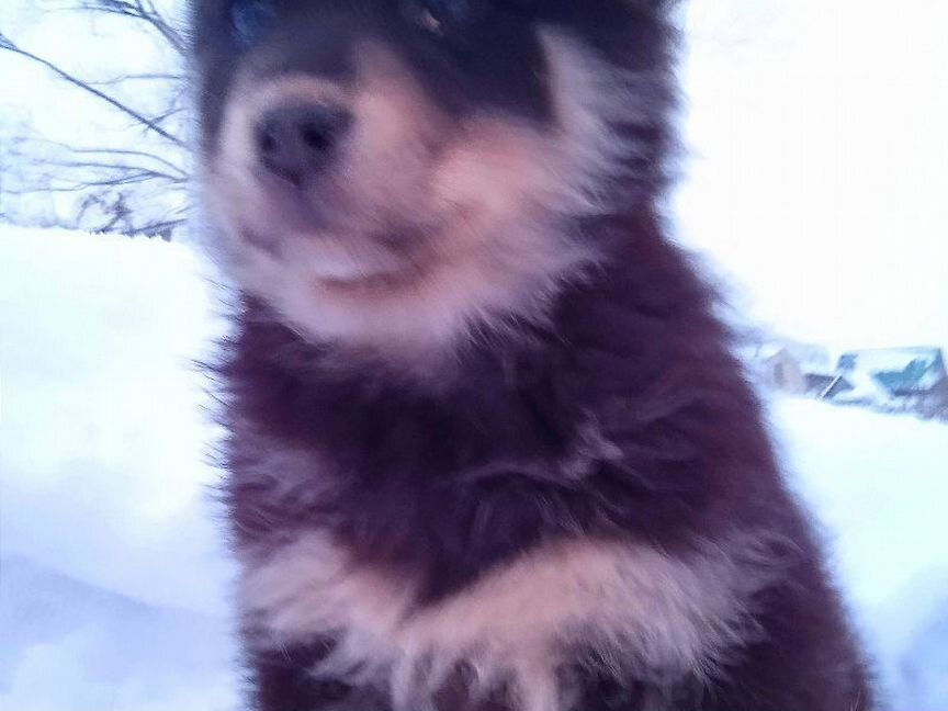 Щенок -пушистый колобок в добрые руки