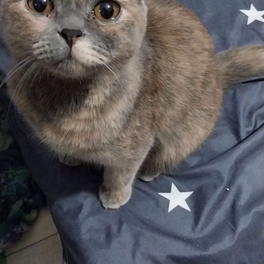 Коты в добрые руки