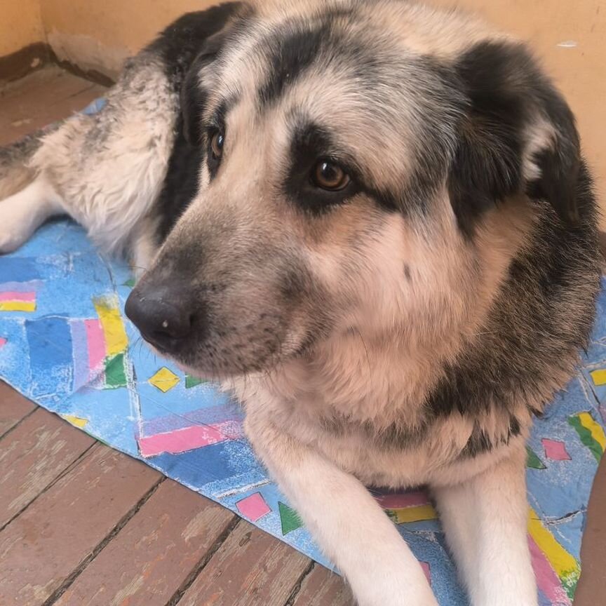 Взрослый пёс в добрые руки