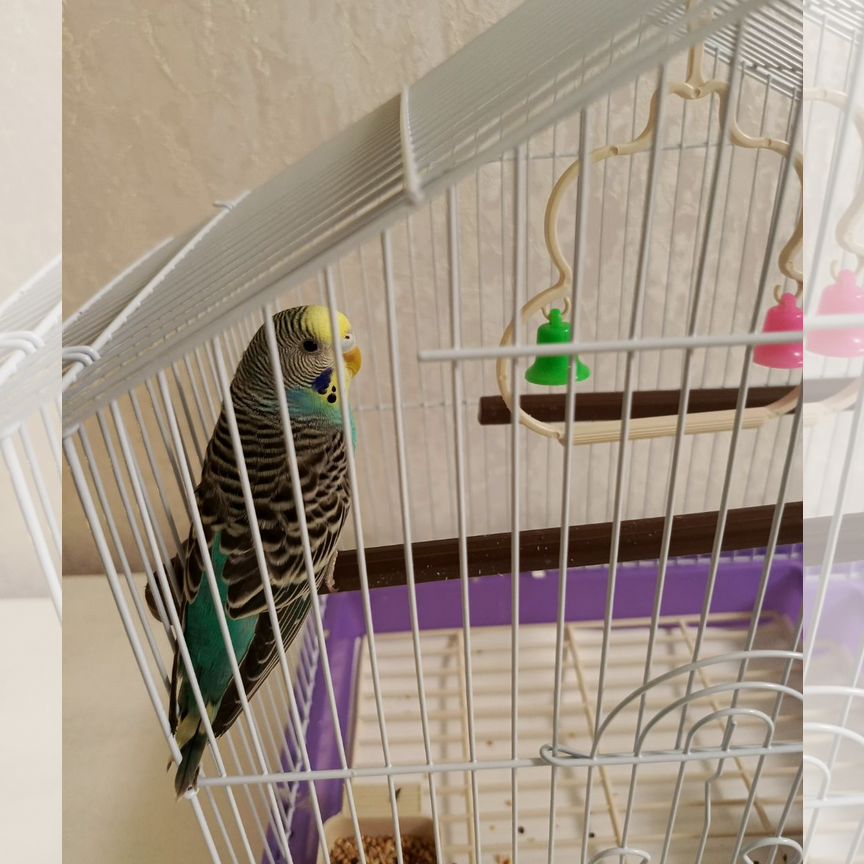 Волнистый попугай с клеткой