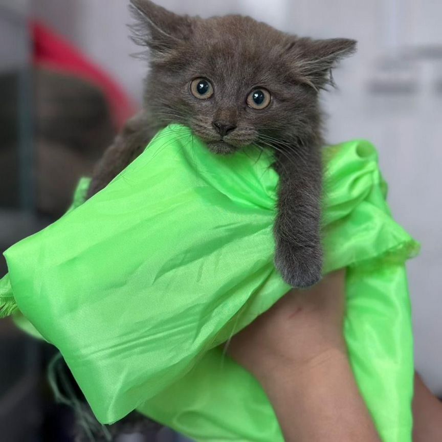 Морфей - котенок из приюта ищет дом