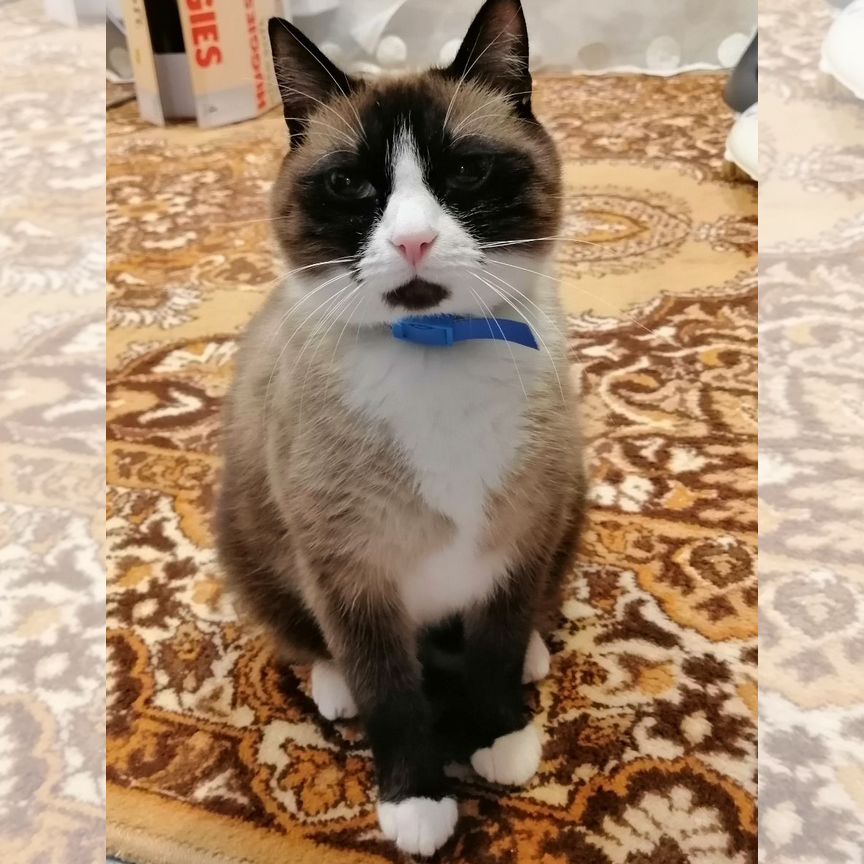 Отдам кота в добрые руки