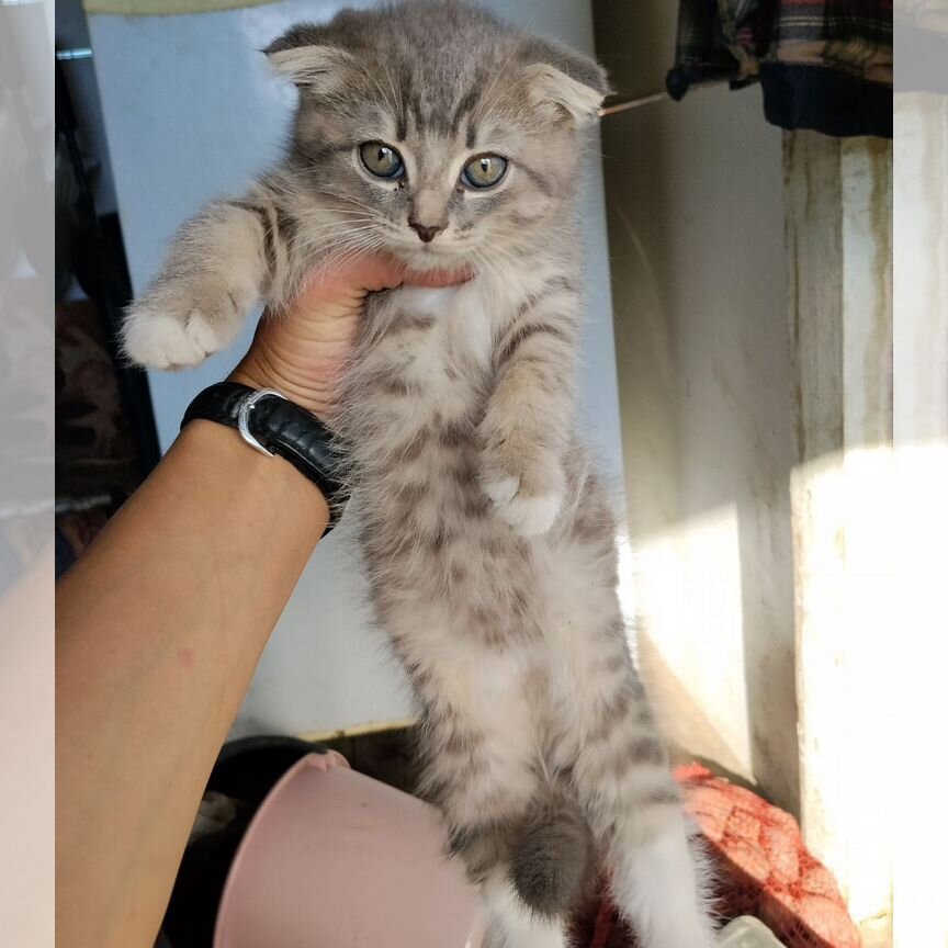 Британский длинношёрстный котёнок