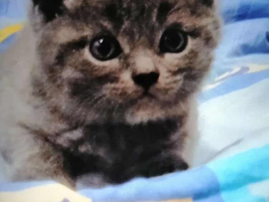 Котик мальчик шатландский прямоухий