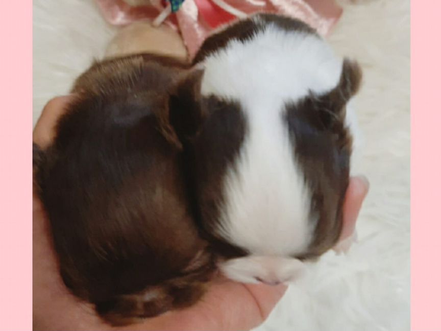 Девочки РКФ с супер короткими носиками