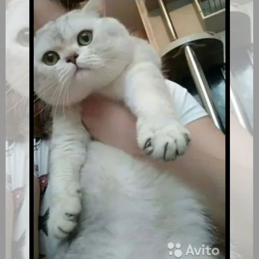 Шотландский кот вязка