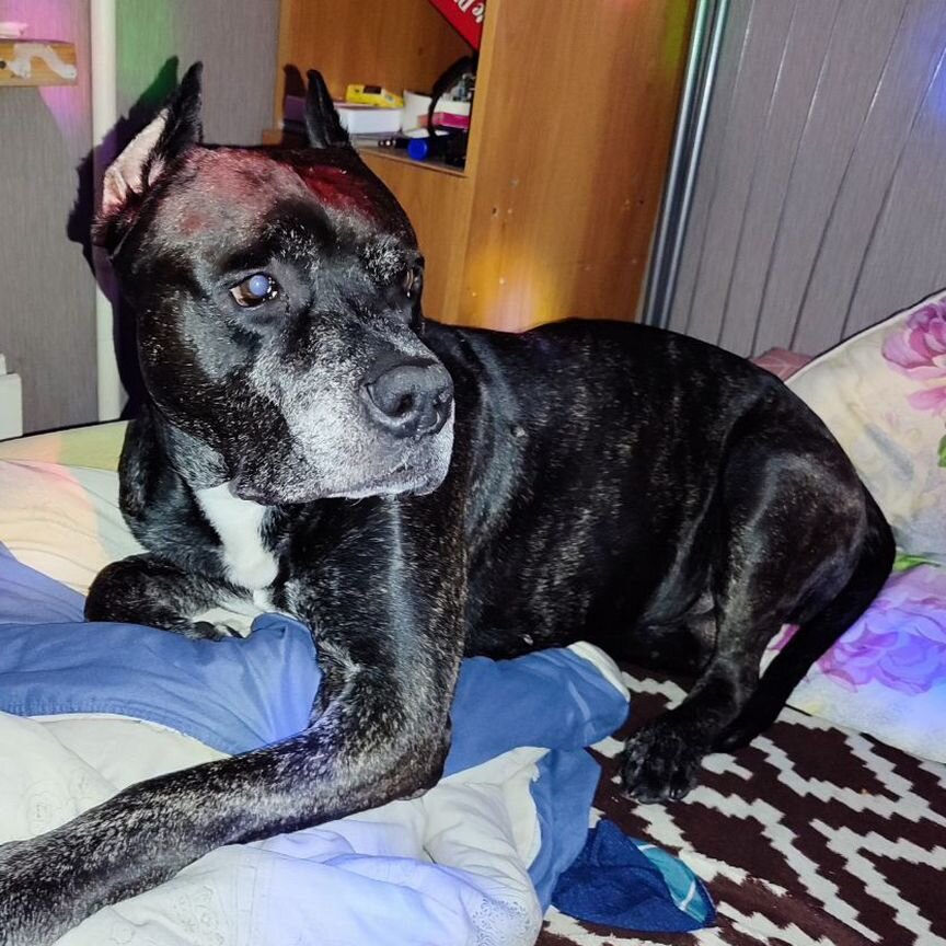 Американский стаффордширский терьер, взрослый пёс