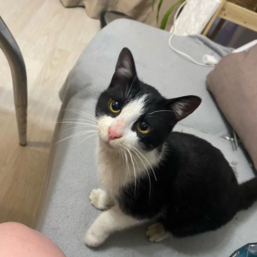 Котенок мальчик