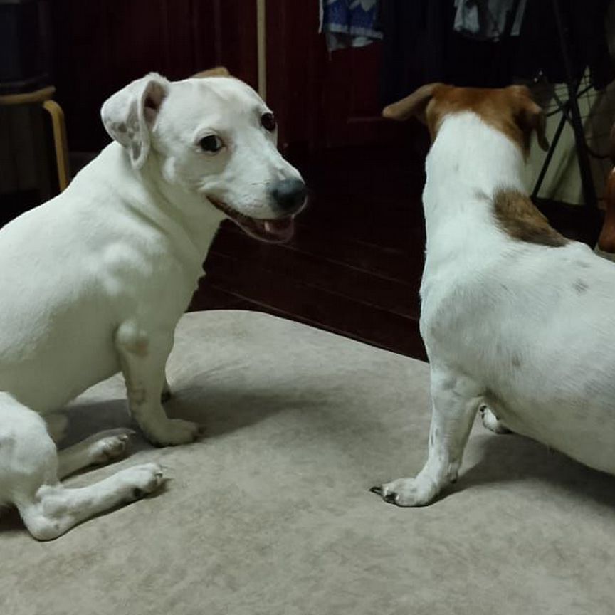 Случка собак