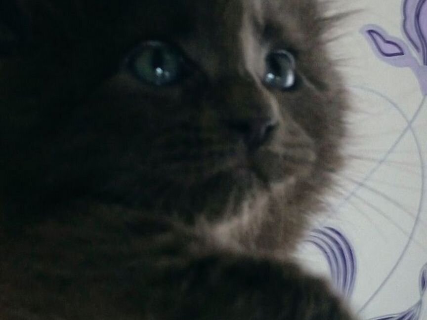 Кошки породистые Мейн- кун