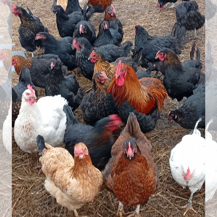 Инкубационное яйцо