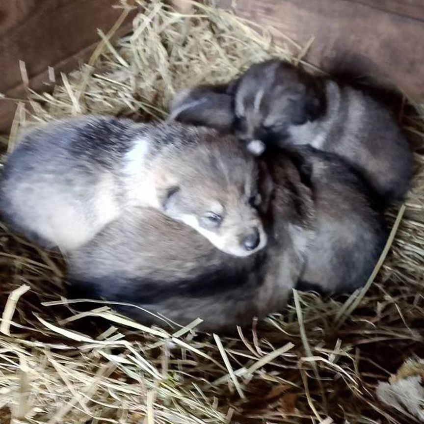 Западносибирская лайка, щенок