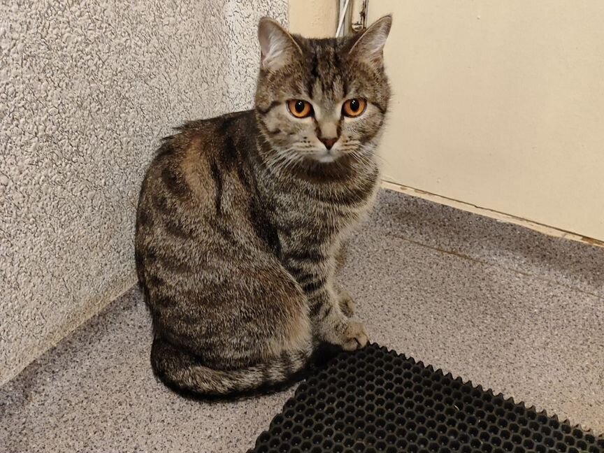 Кошка