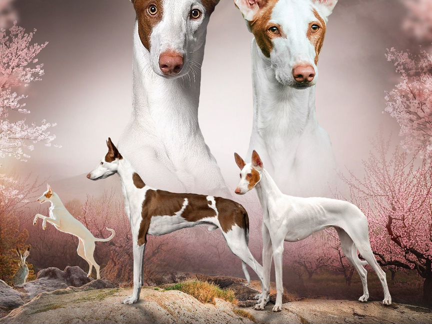 Щенки Поденко Ибиценко