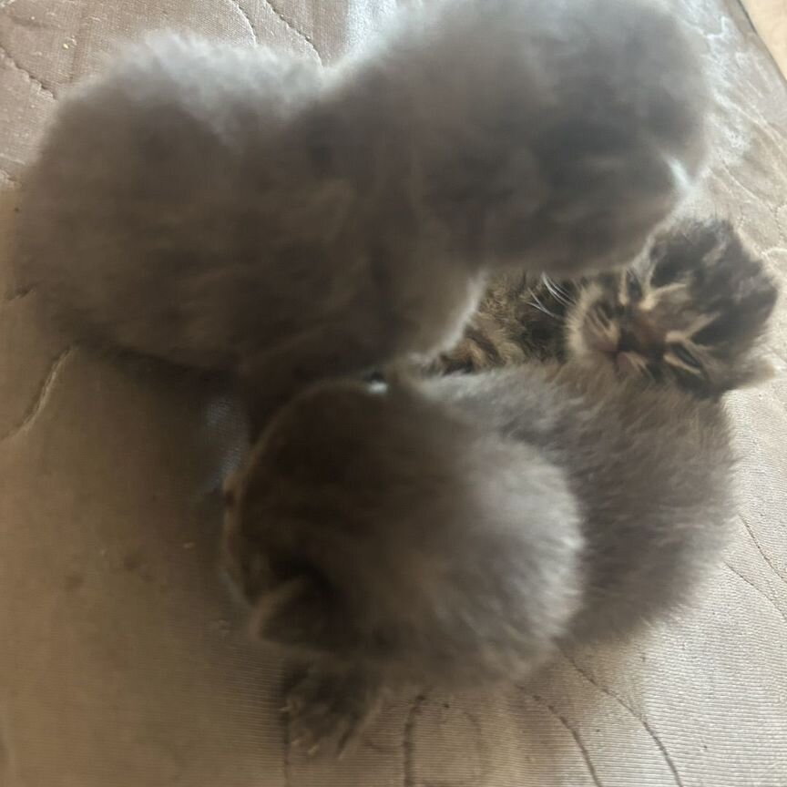 Котята отдам