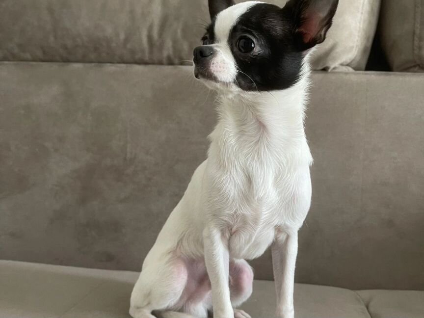 Ищем девочку для вязки