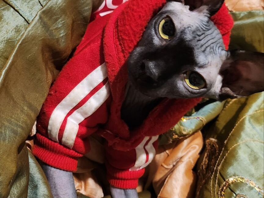 Кошка на вязку. Я красавица и мне уже годик