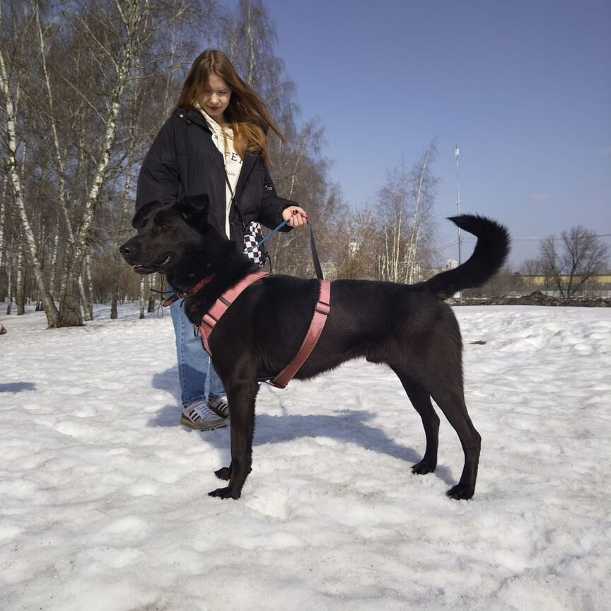 Собака из приюта ищет дом