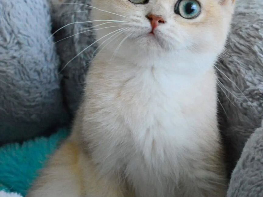 Котик BRI ay12