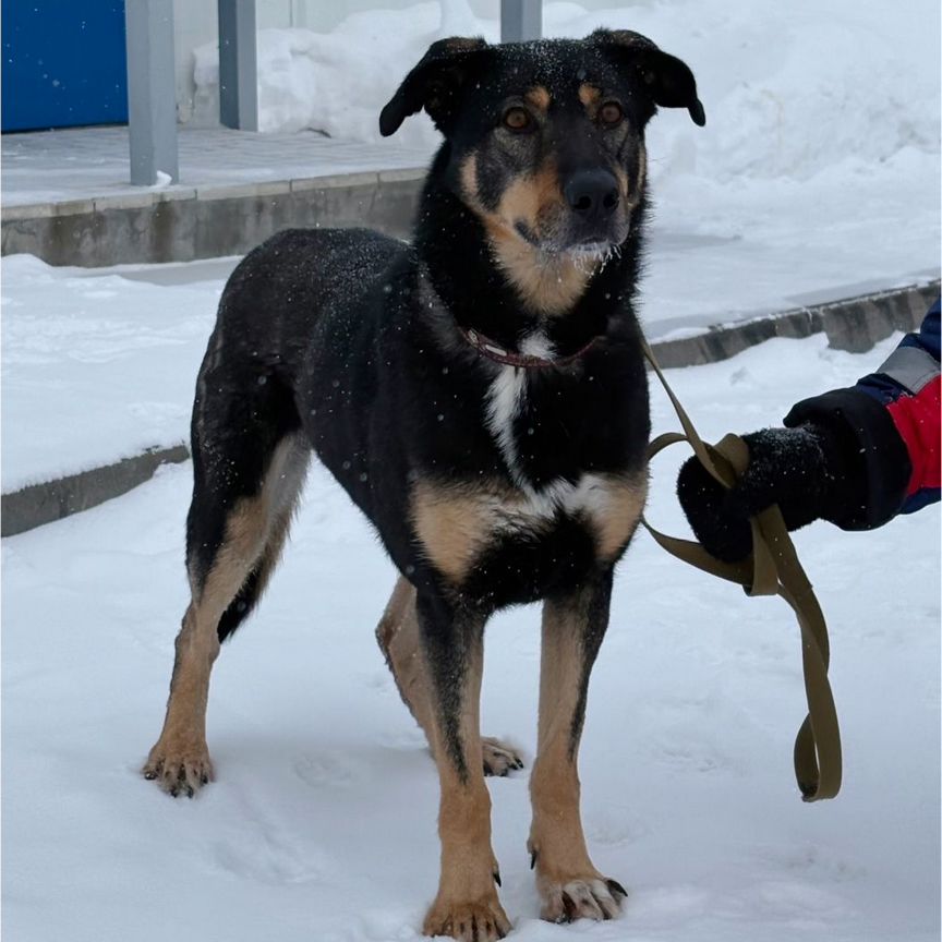 Взрослая собака в добрые руки