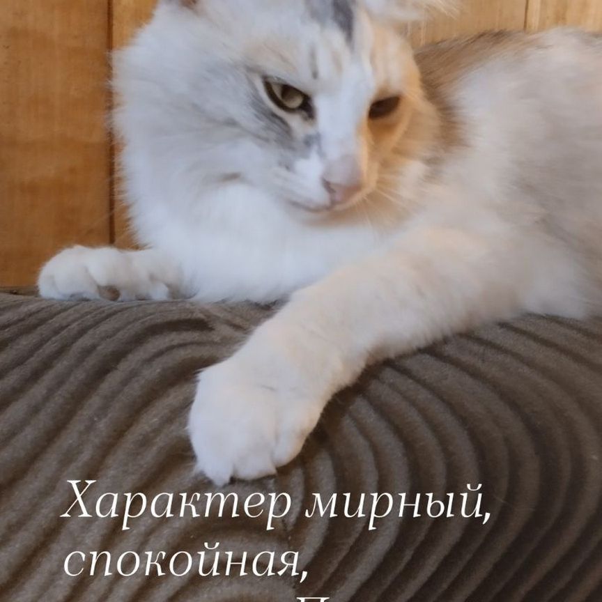 Кошка, 1 год