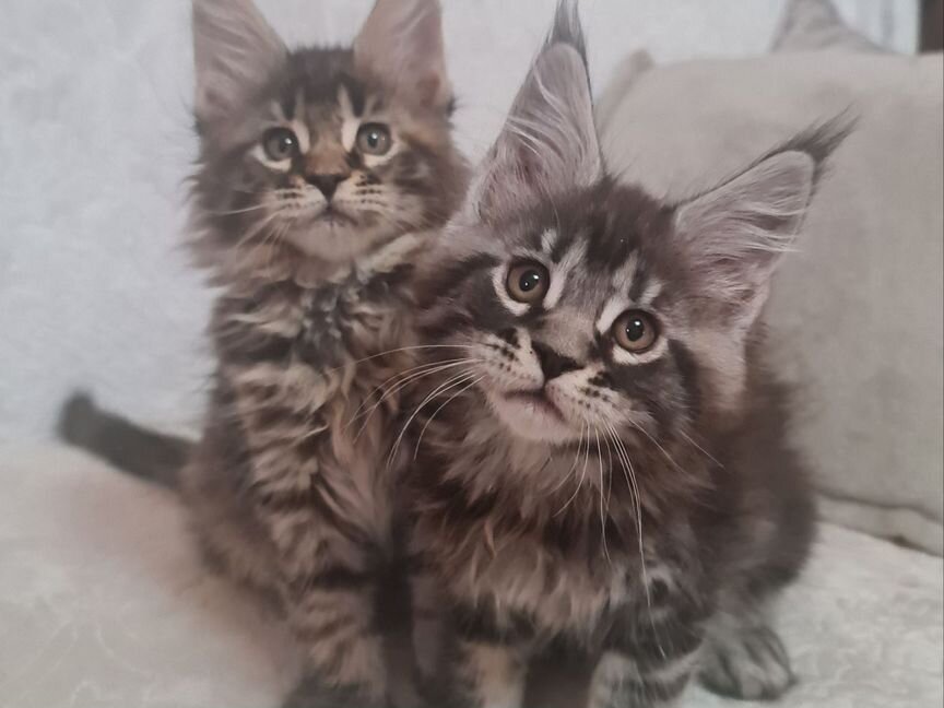 Невероятные девчонки мейн-кун