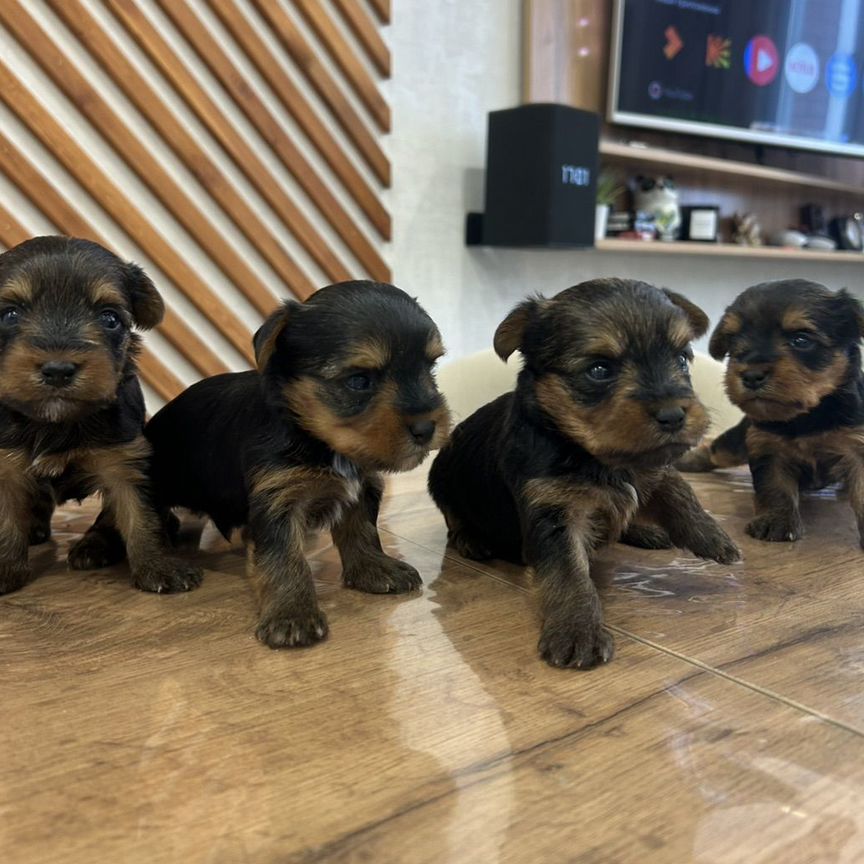 Йоркширский терьер, щенок