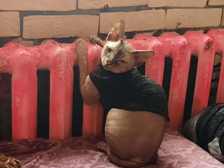 Канадский сфинкс