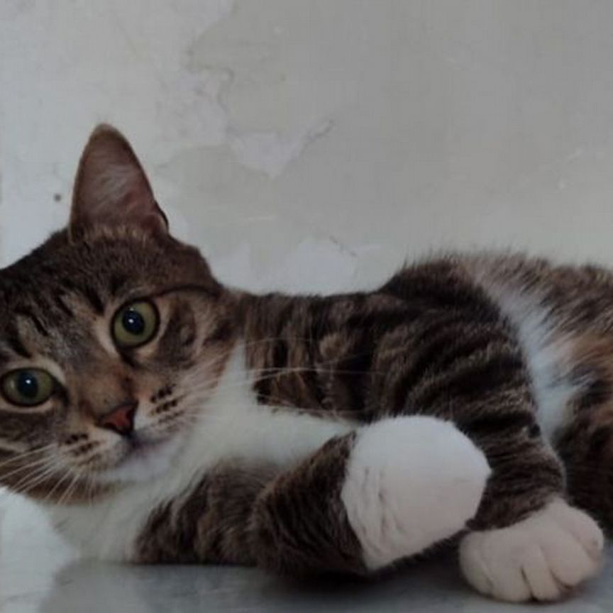 Невероятная,удивительная,милая кошка