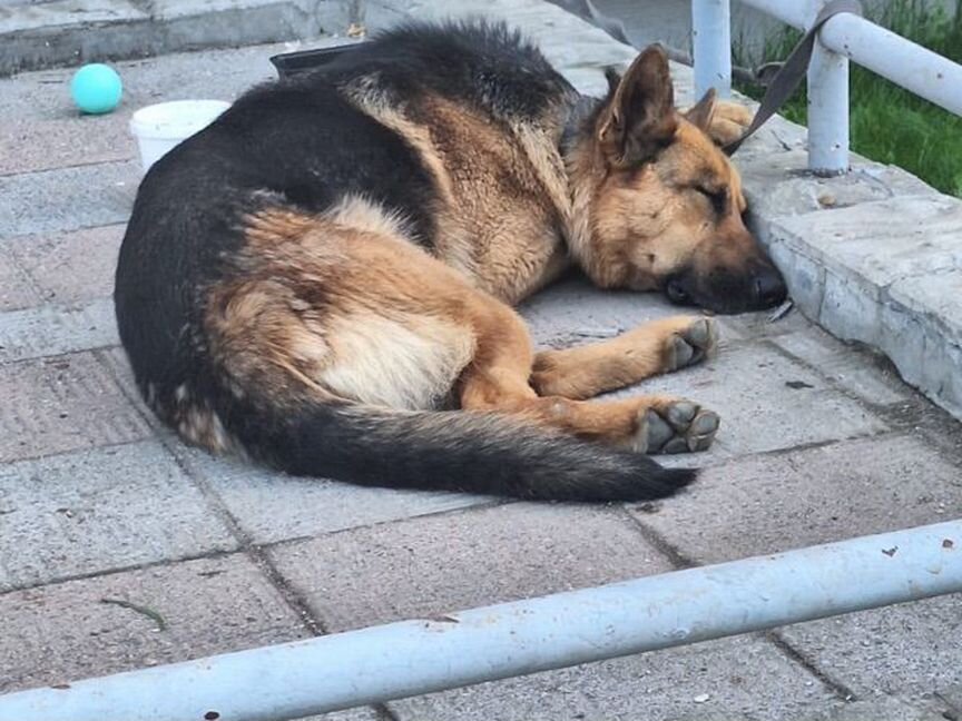 Потерялась овчарка