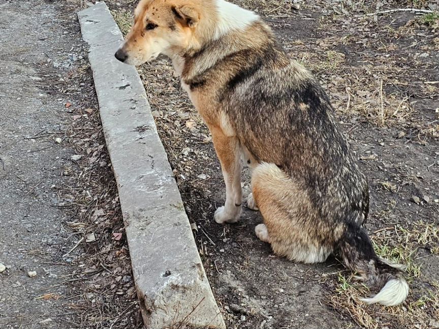 Собачка лисичка в добрые руки