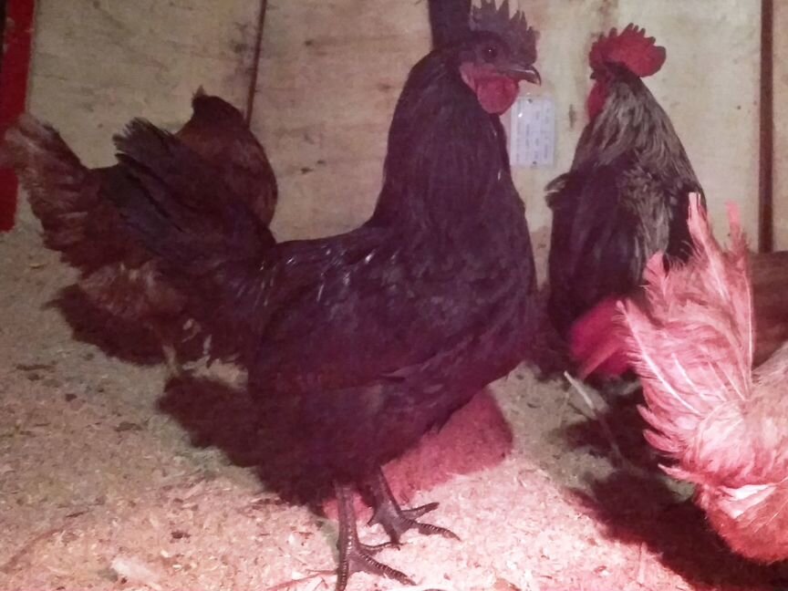 Петухи ухейилюй, и "дворянских" кровей