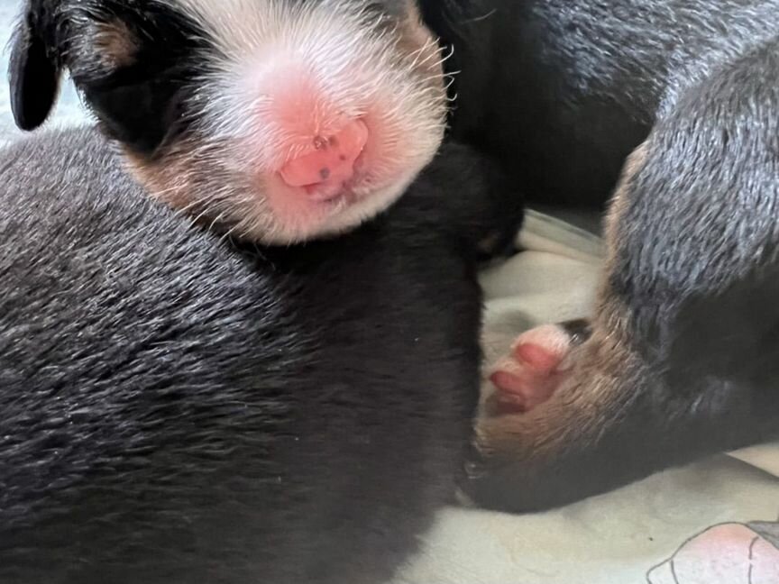 Щенки бернский зенненхунд