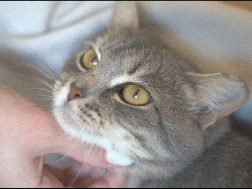 Кошка стерилизованная в добрые руки