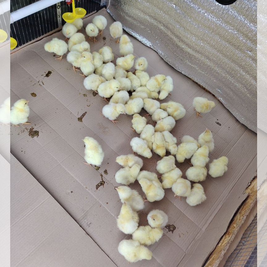 Цыплята суточные