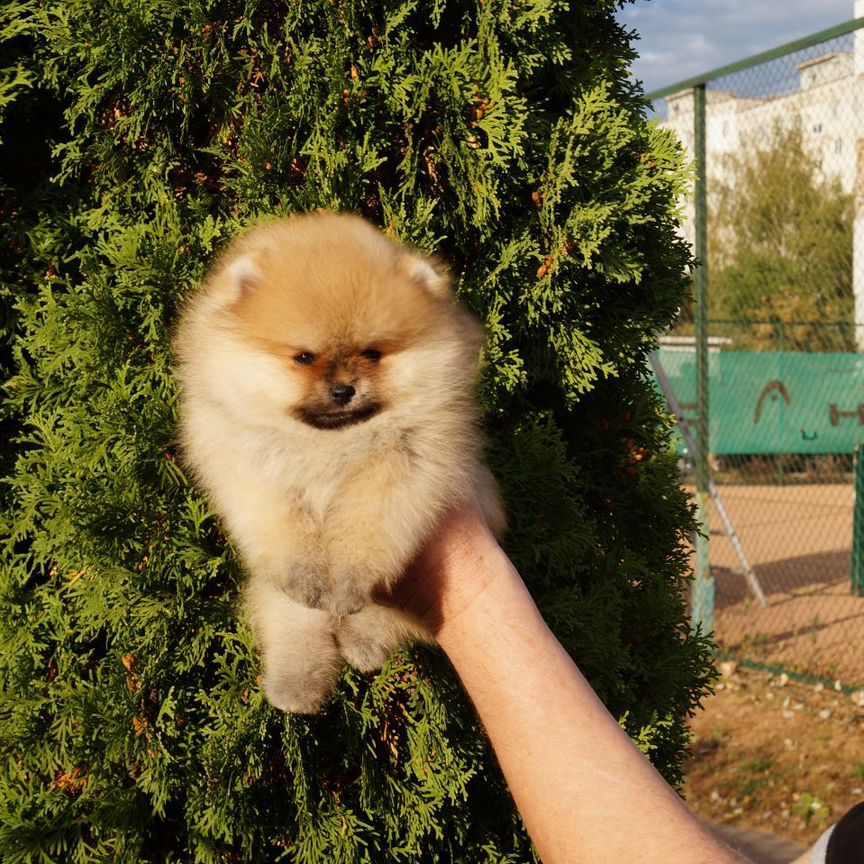 Померанский шпиц