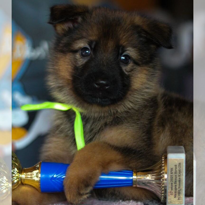 Немецкая овчарка, щенок