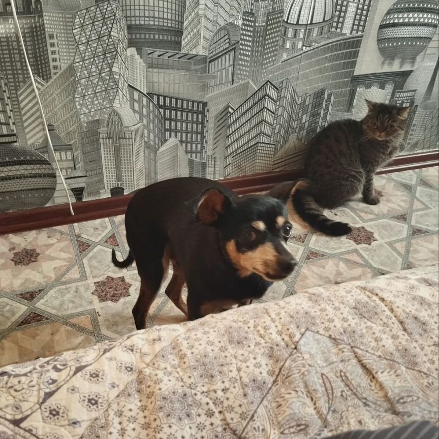 Собака в добрые руки отдам бесплатно той терьер