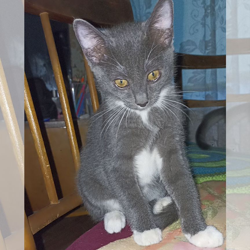 Котёнок в добрые руки