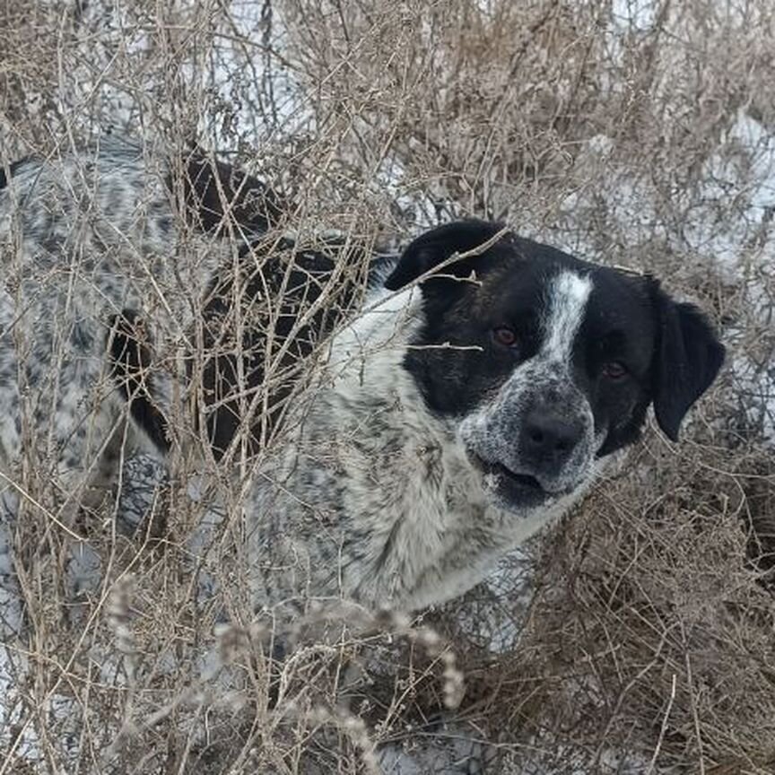 Потеряшка пёс