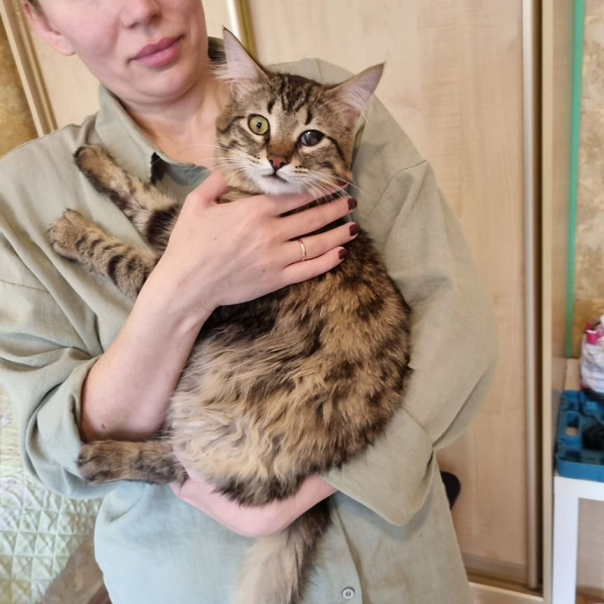 Котик 8 месяцев,очень ласковый, погибла хозяйка