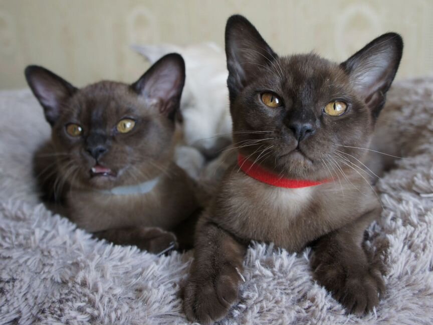 Бурма котята