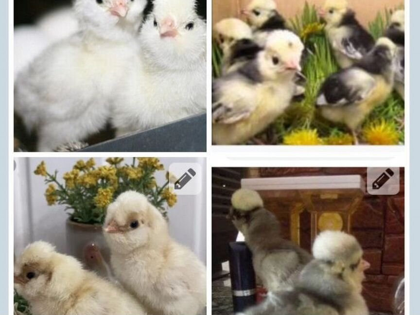 Павлинята. Цыплята элитных пород