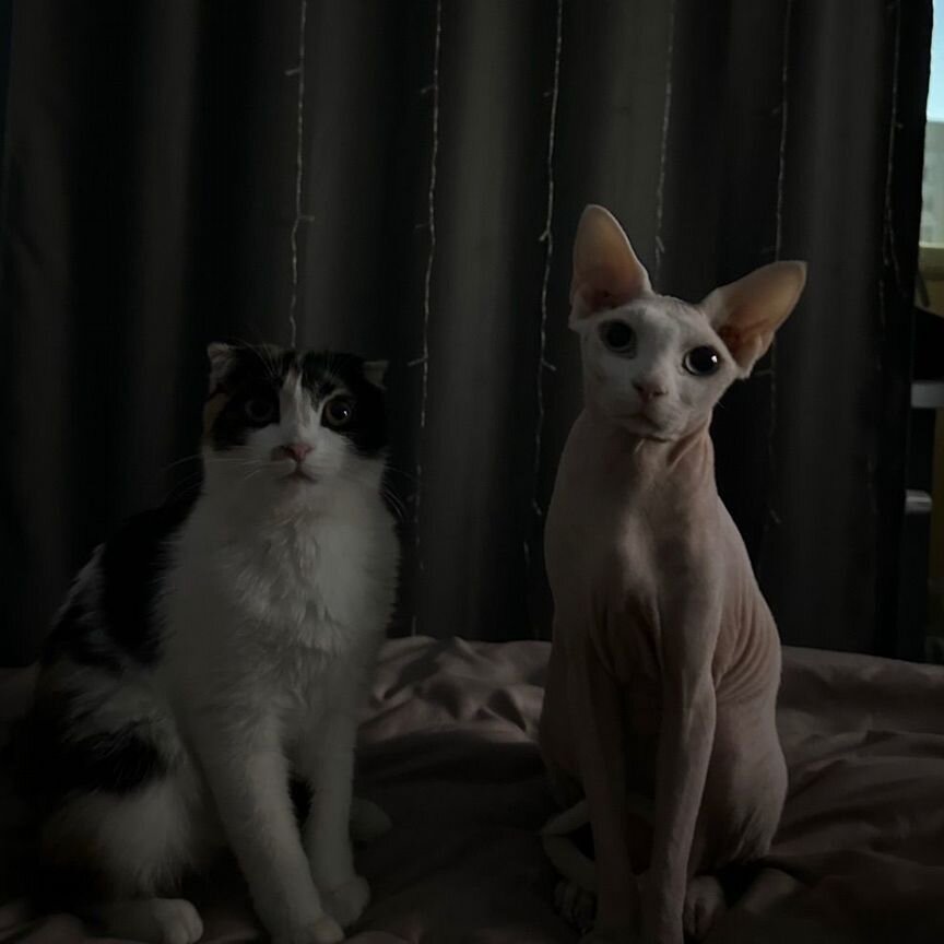 Шотландский вислоухий короткошёрстный котёнок