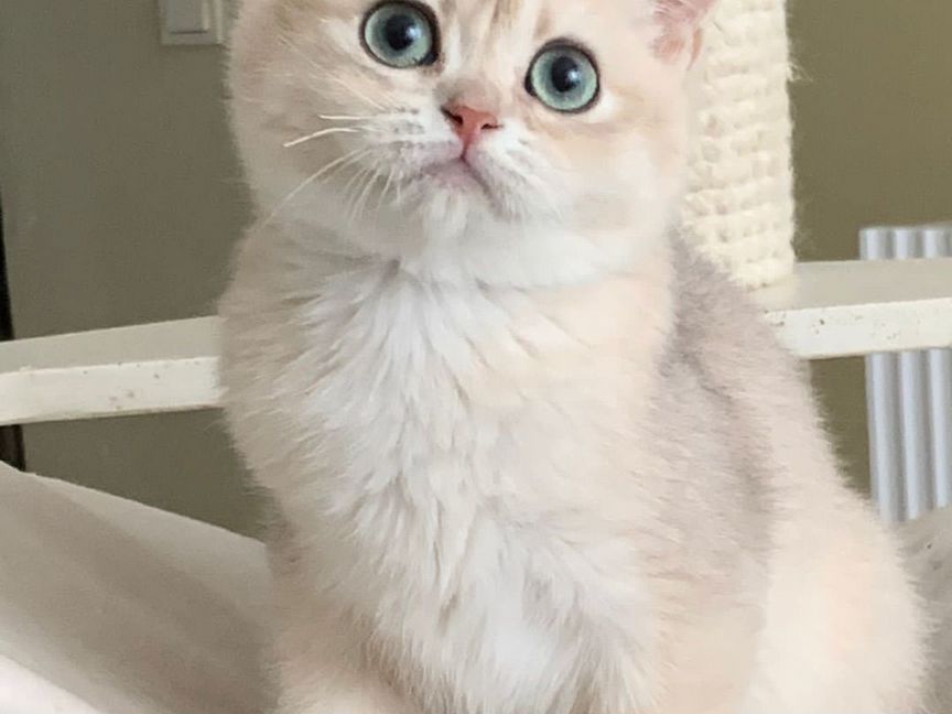Зеленоглазый котик ay12