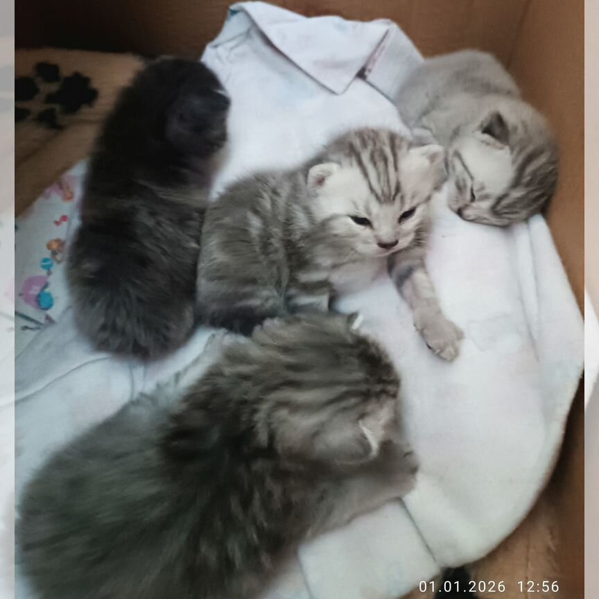 Шотландский вислоухий короткошёрстный котёнок